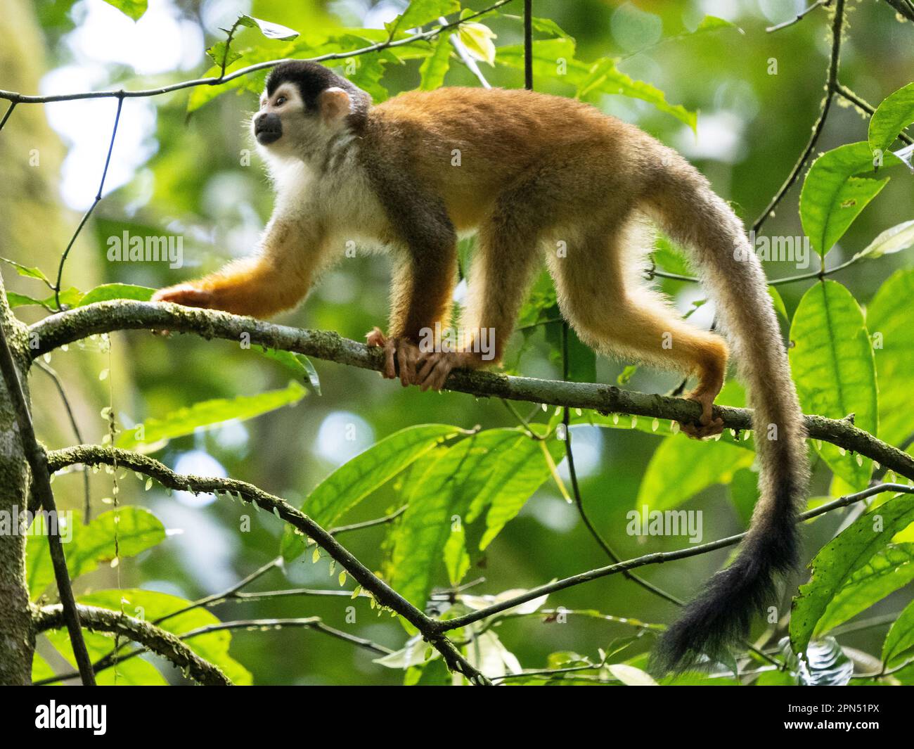 Black-crowned Central American squirrel monkey (Saimiri oerstedii ...
