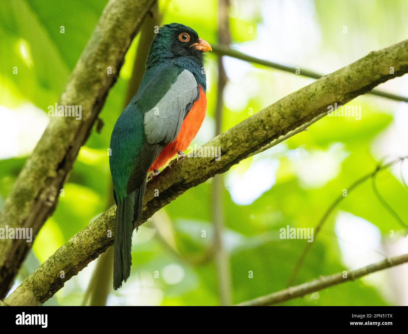 Slaty-tailed trogon (Trogon massena) at Corcovado National Park, Osa ...