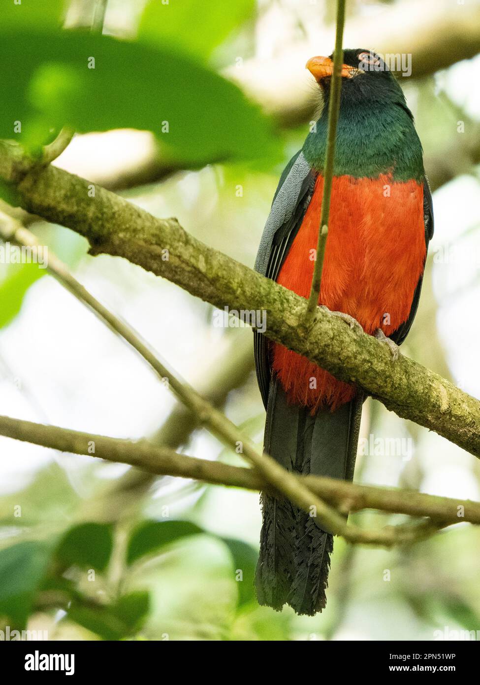 Slaty-tailed trogon (Trogon massena) at Corcovado National Park, Osa ...