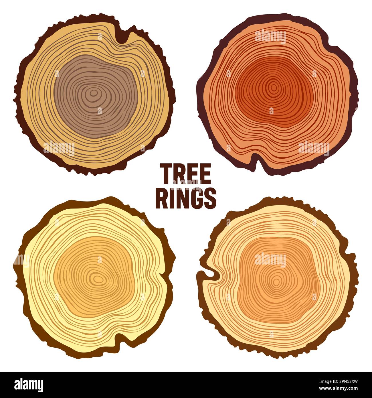 Round colorful tree trunk cuts, sawn pine or oak slices, lumber. Saw ...