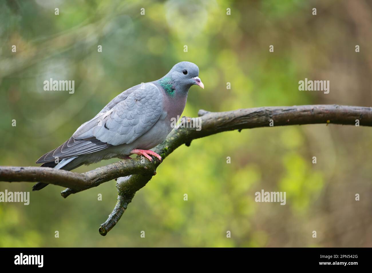 Stock dove (Columba oenas) perched on a tree branch in spring Stock ...