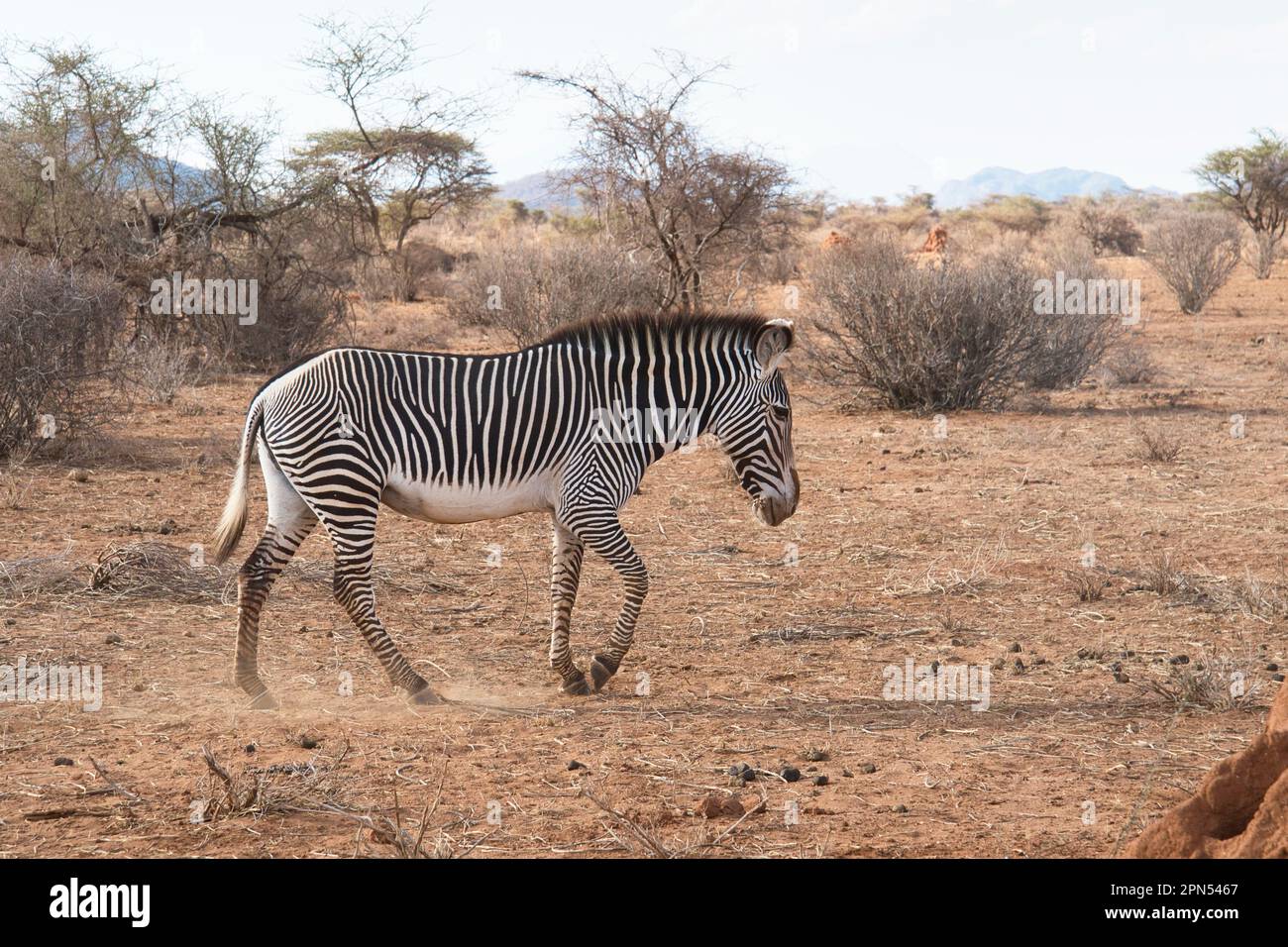Punda milia somali hi-res stock photography and images - Alamy