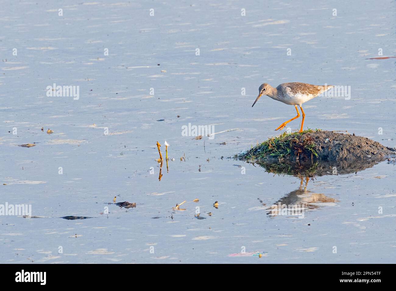 Shank of body hi-res stock photography and images - Alamy