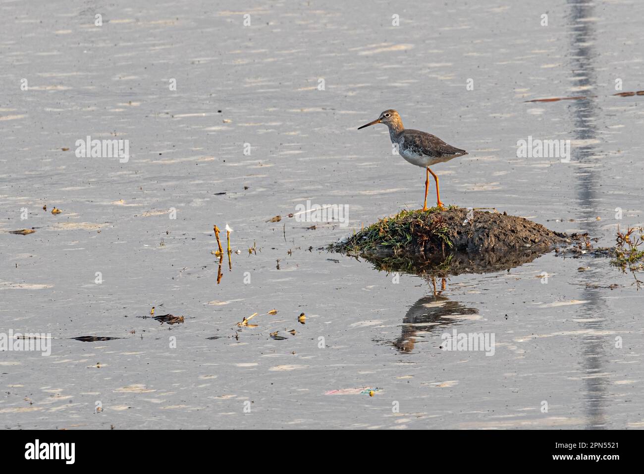 Shank of body hi-res stock photography and images - Alamy