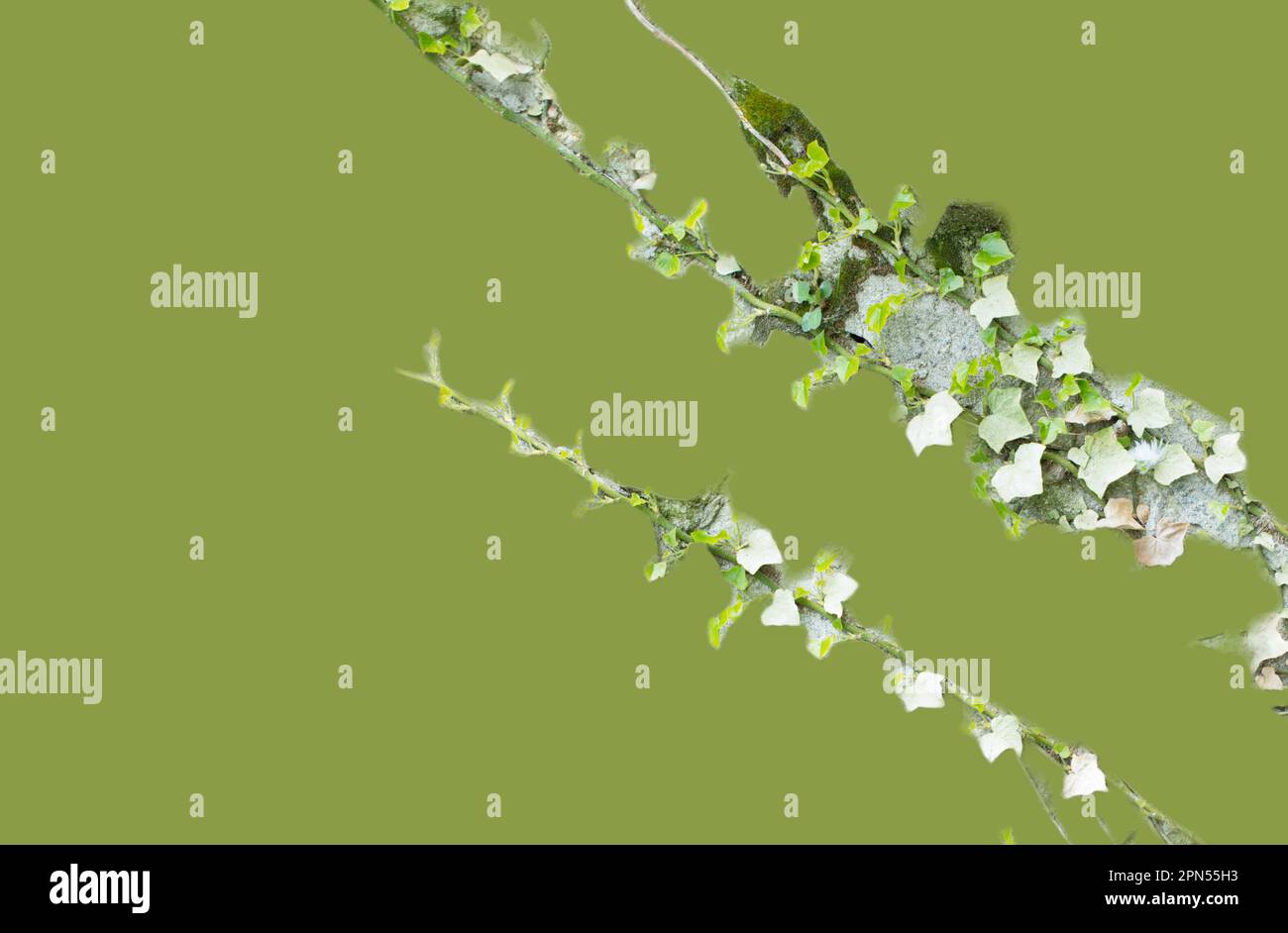 Gold ivy isolated hi-res stock photography and images - Alamy