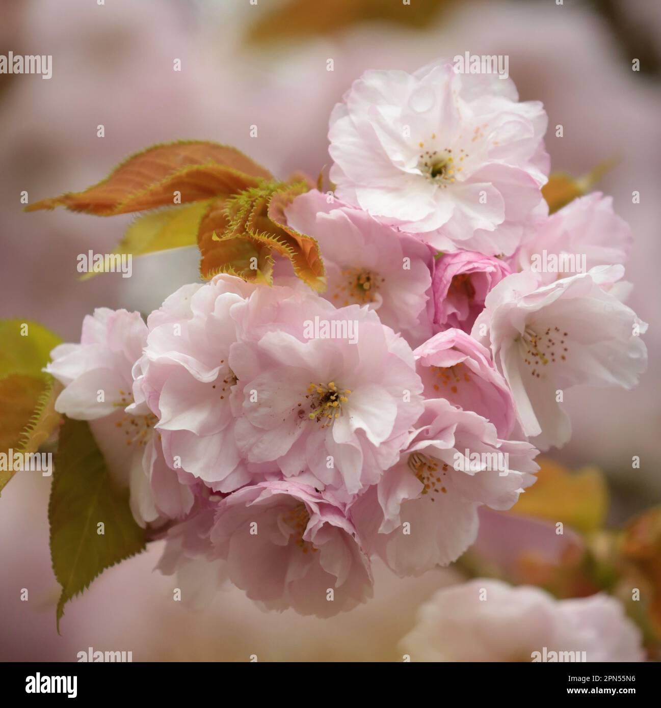 Pink cherry bloosom hi-res stock photography and images - Alamy