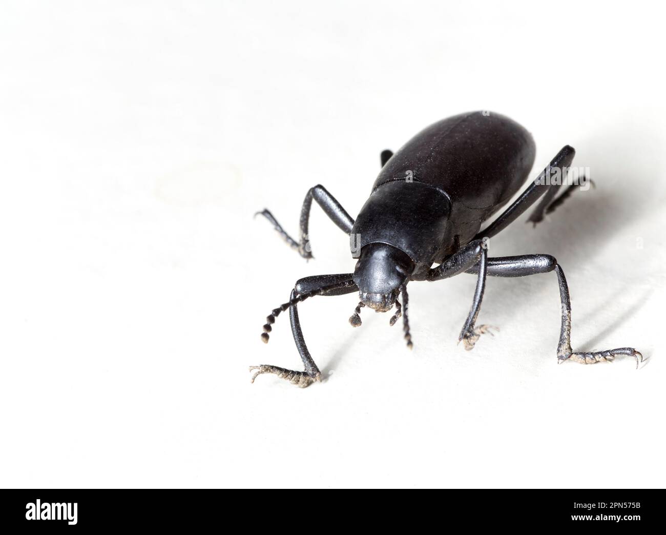 A Close up of a Black Beetle also called Pinacate Beetle or Stink Bug ...