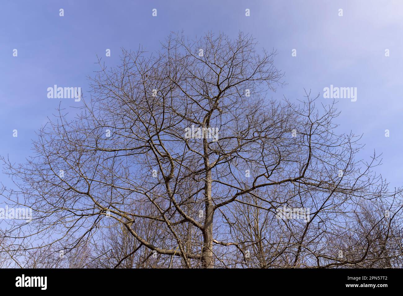 Branches of deciduous trees in the park in spring sunny weather ...