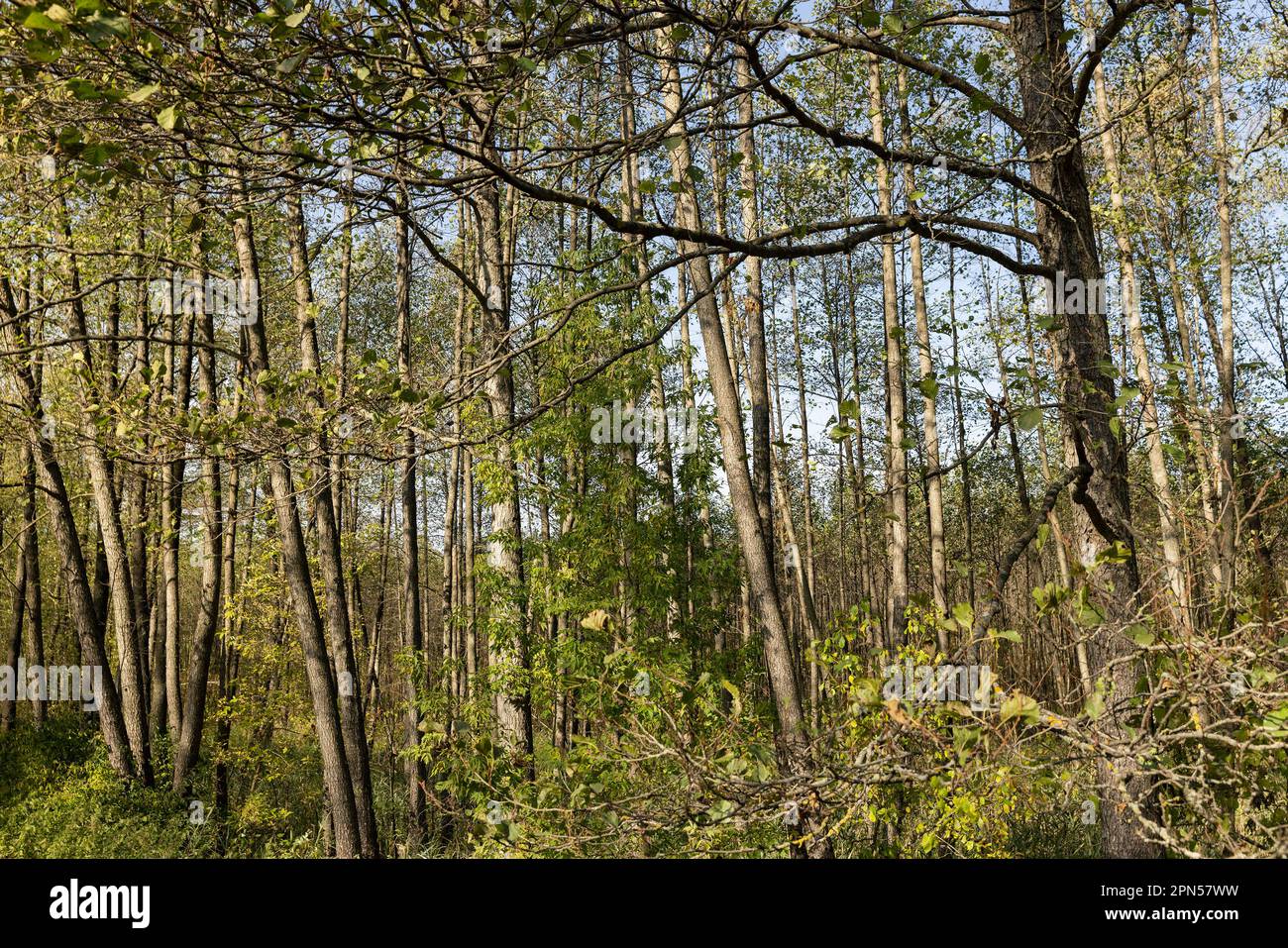 Trees with foliage falling in autumn, various deciduous trees with ...