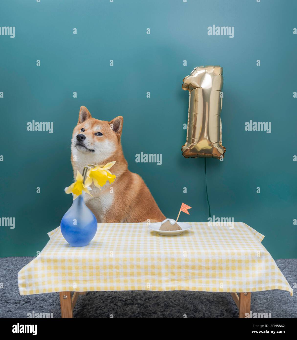 Red shiba inu 1 year old dog is sitting in front of his Birthday cake ...