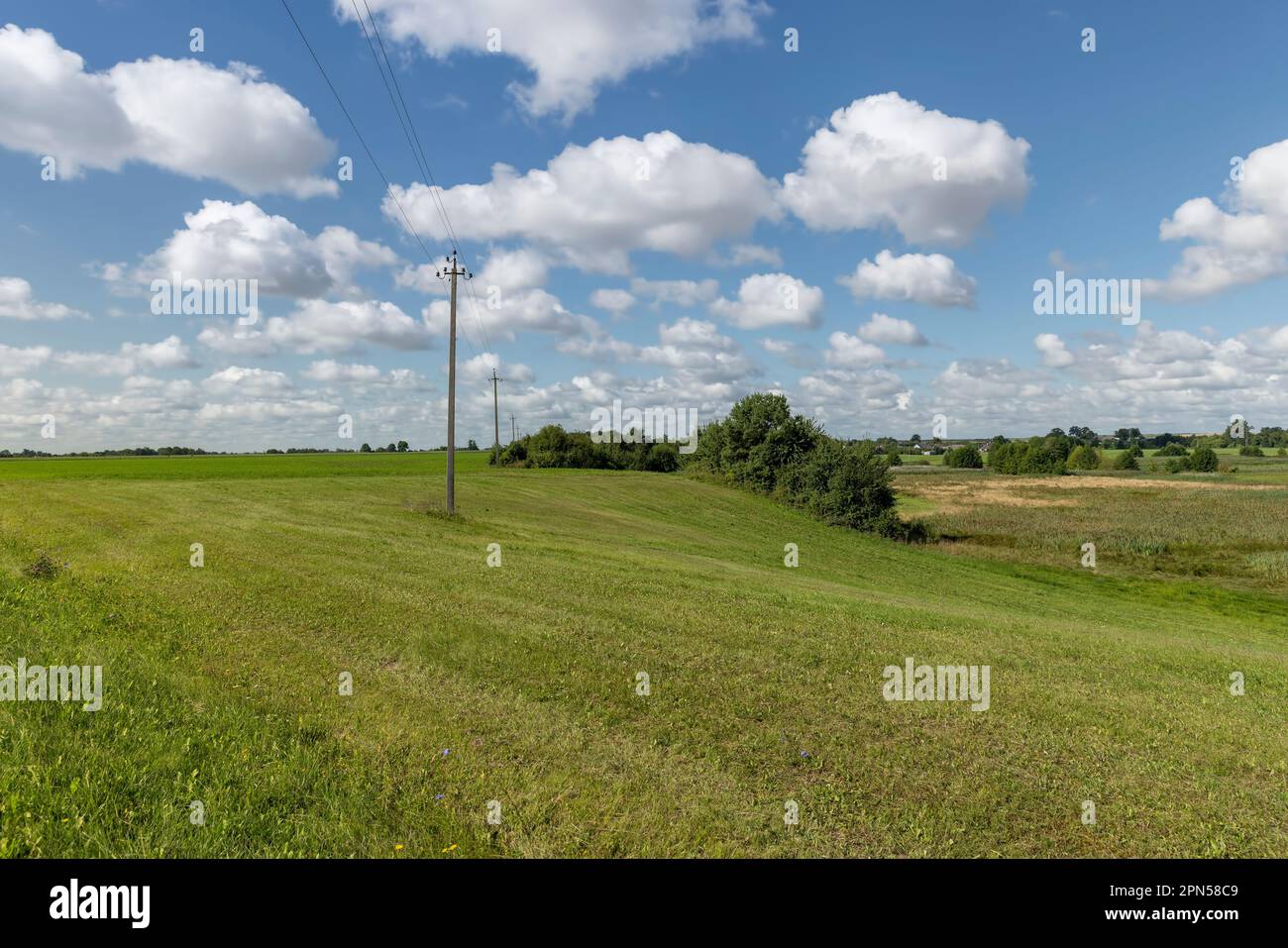 Green grass growing in the field in the summer, nature in the summer ...