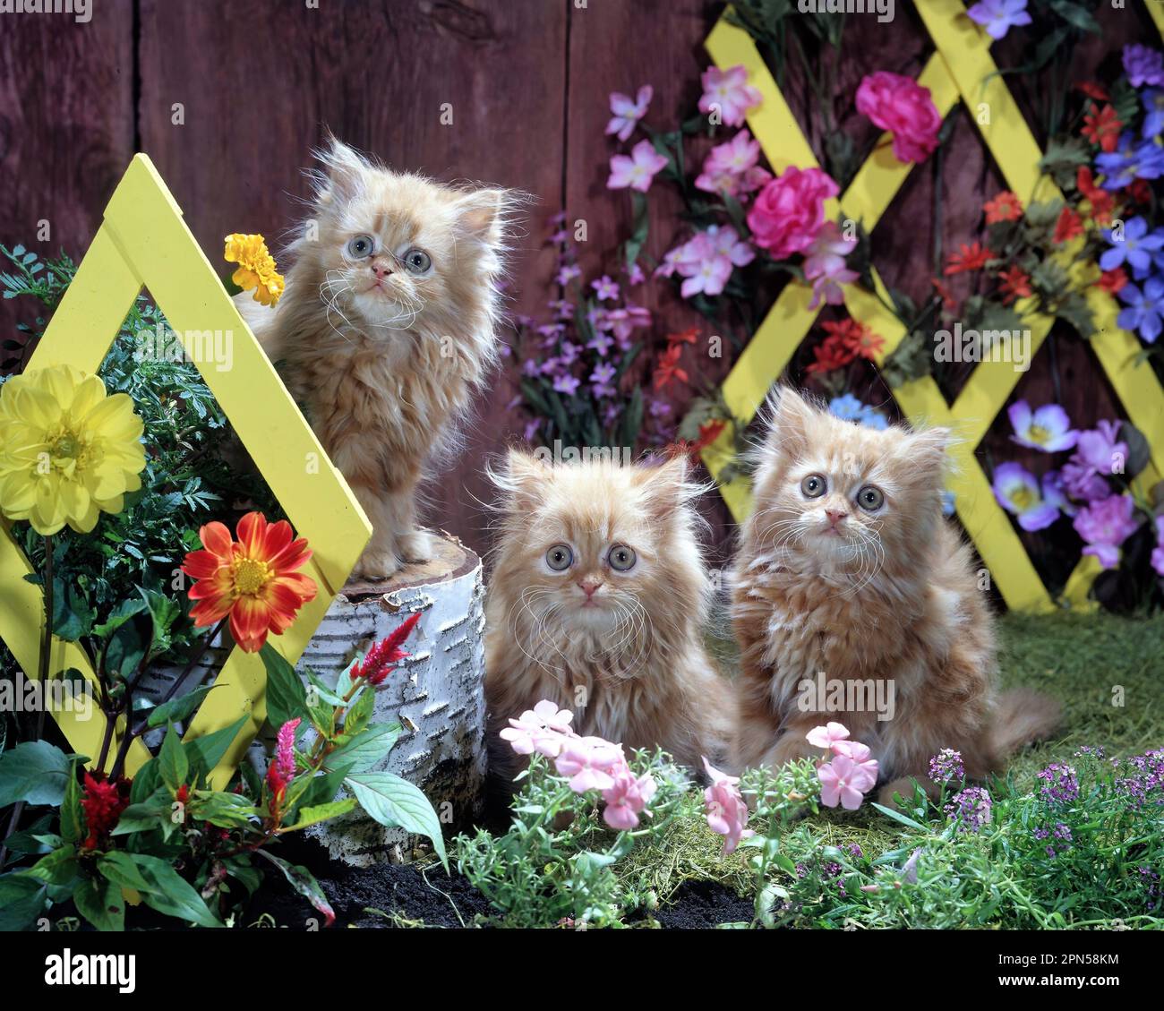 Three kittens by flowers hi-res stock photography and images - Alamy