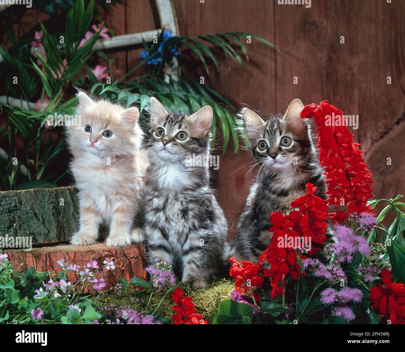Three kittens and flowers hi-res stock photography and images - Alamy