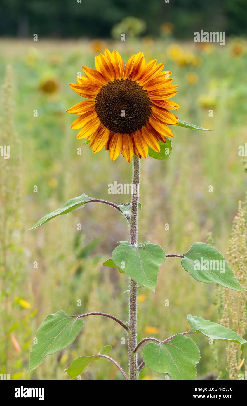 A glorious sunflower stands tall in a vast golden field, illuminated by ...