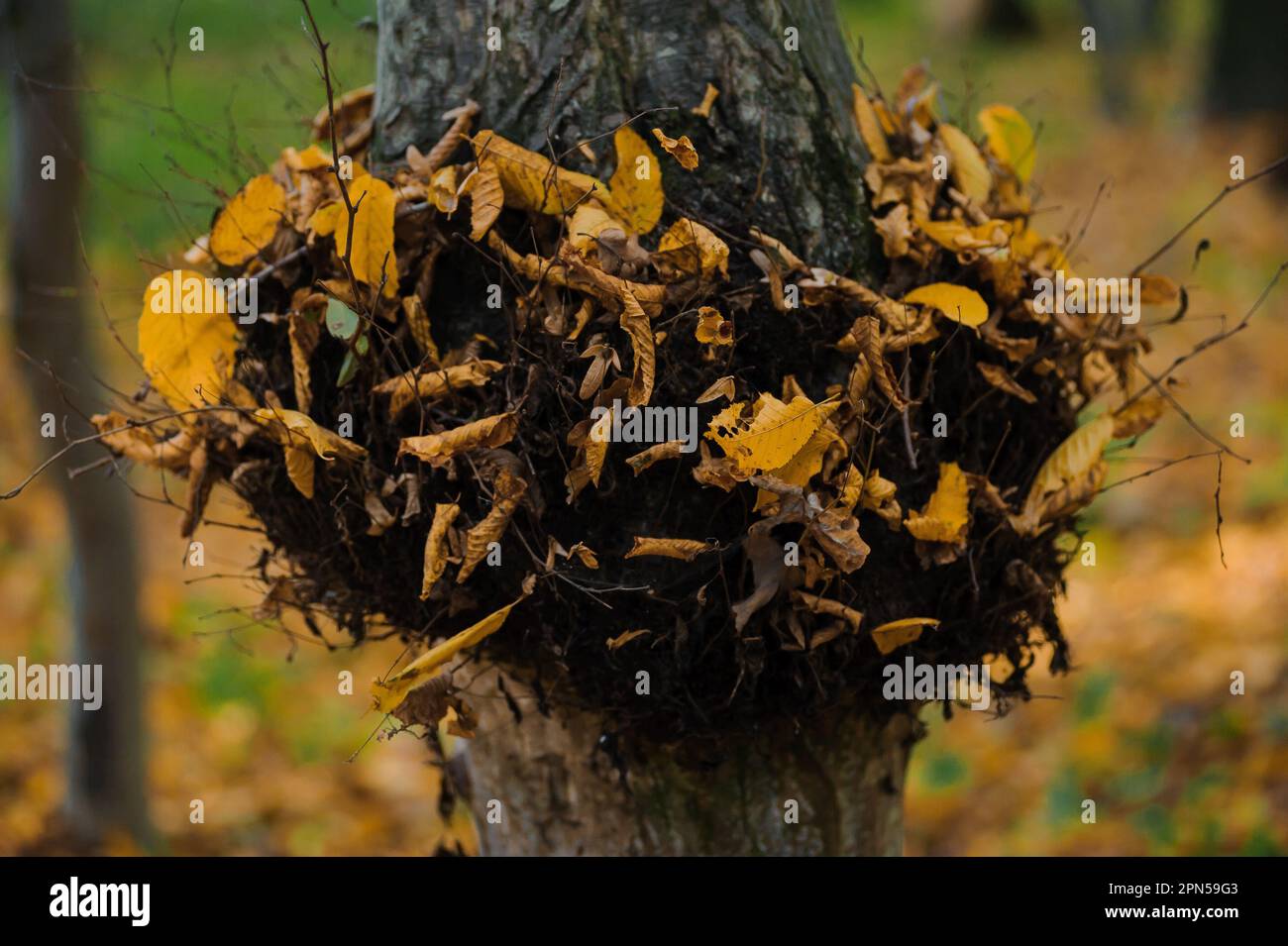 Growth on a tree. Sick tree. beautiful autumn forest Stock Photo - Alamy