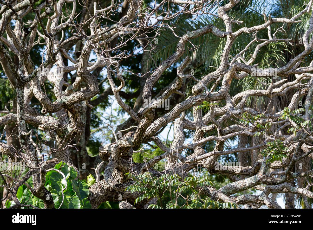 Tree typical of the Brazilian cerrado biome with many twisted branches ...