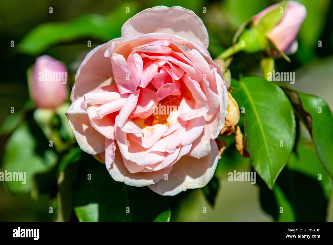 Typical pink rose flower portrait Stock Photo - Alamy