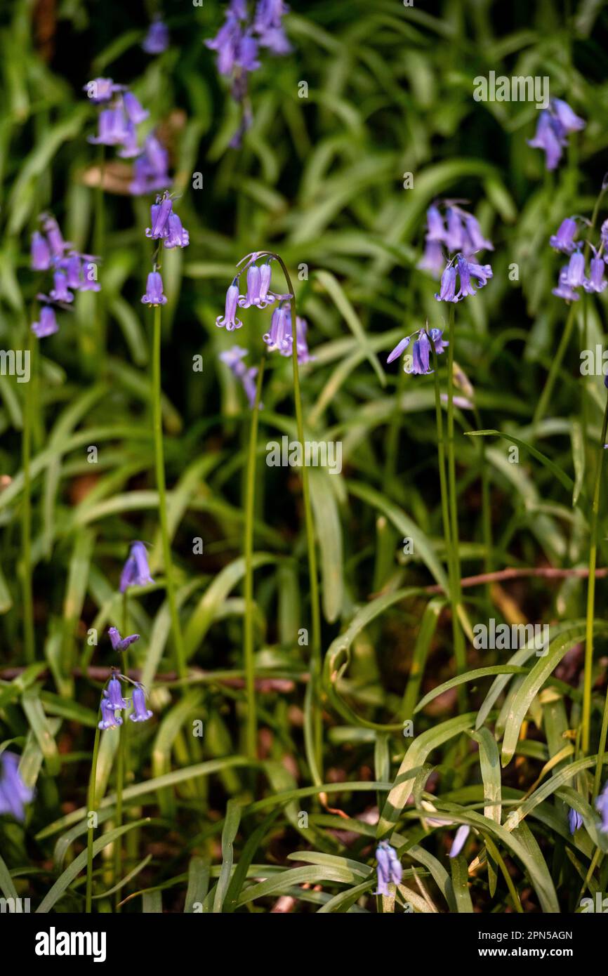 BlueBells on the Forest Floor Sussex Wood Stock Photo - Alamy