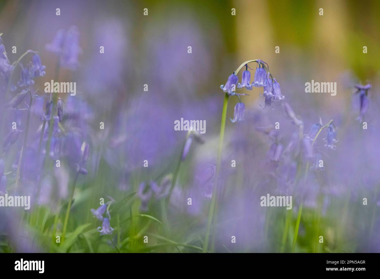 Bluebells in Forest Hyacinthoides Non-Scripta Stock Photo - Alamy