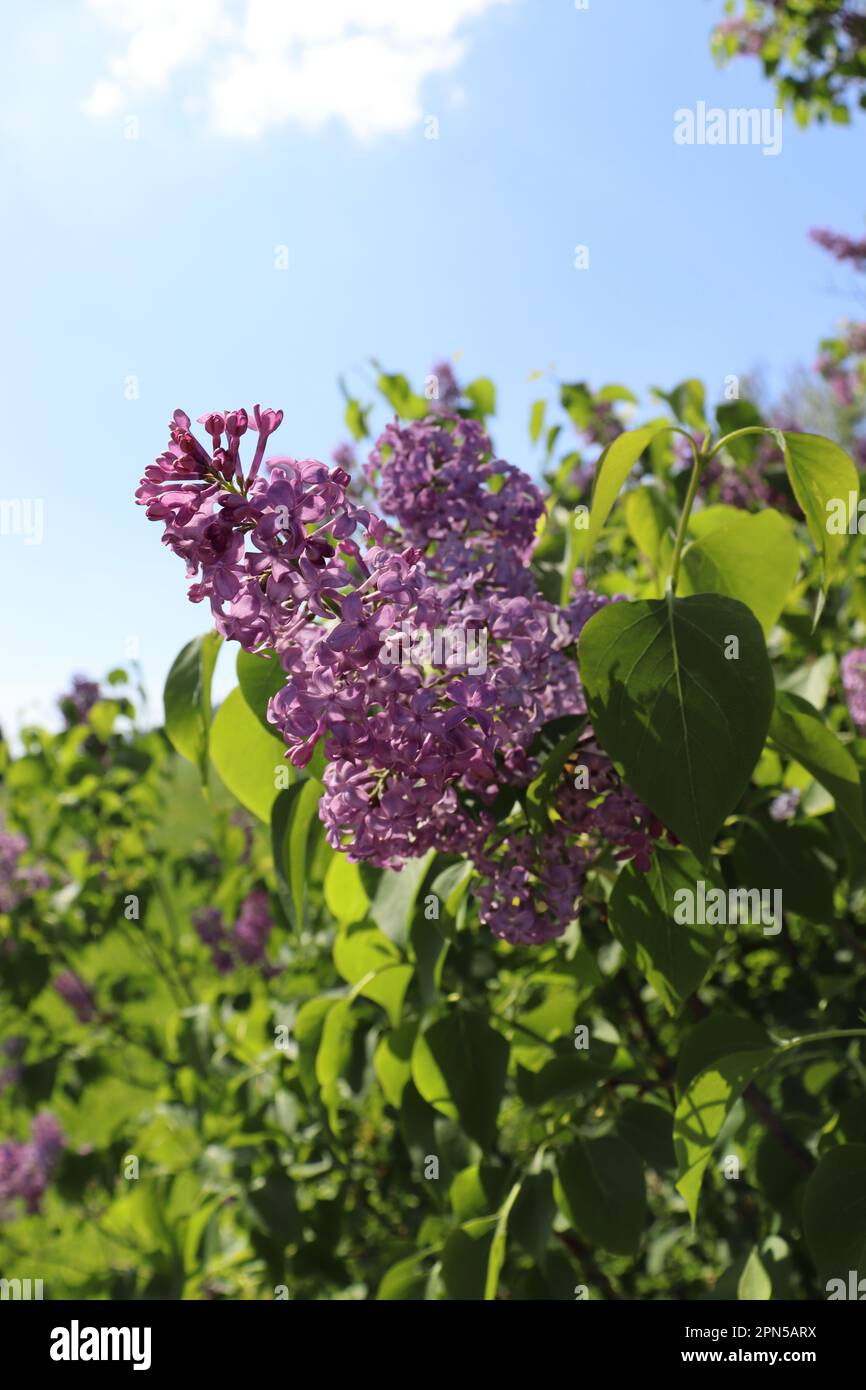 Spring color palette hi-res stock photography and images - Alamy