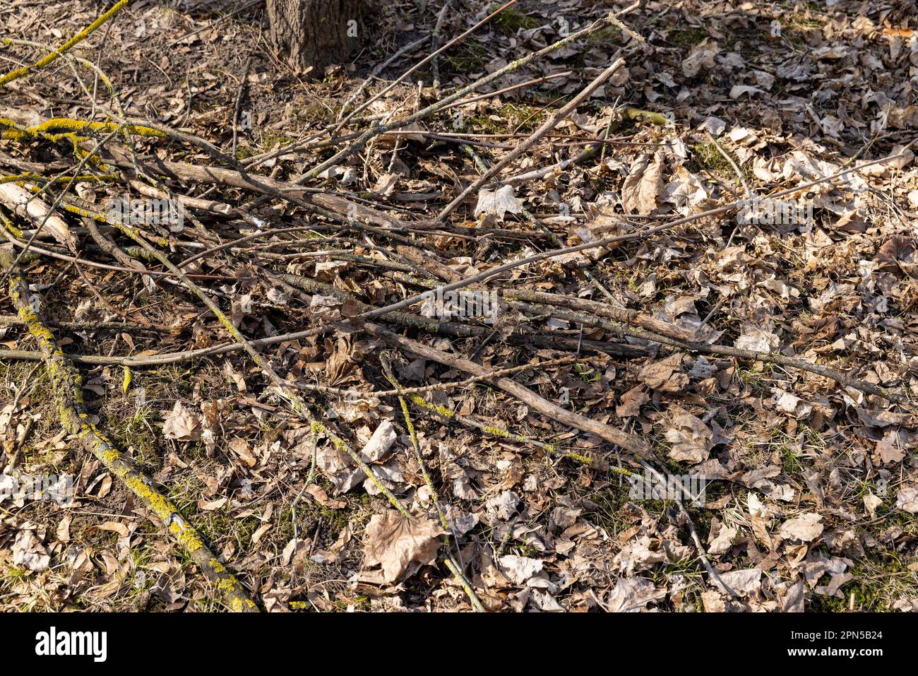 folded tree branches during the cleaning of the forest from debris and ...