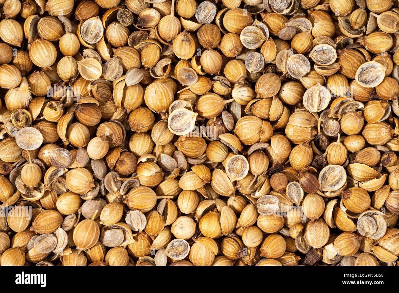Organic Dried coriander seeds (Coriandrum sativum) closeup background texture. Additive ...