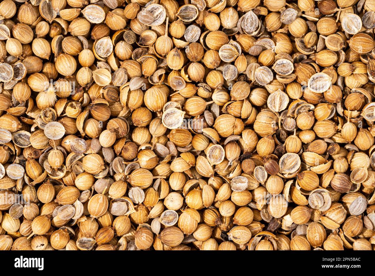 Organic Dried coriander seeds (Coriandrum sativum) closeup background texture. Additive ...