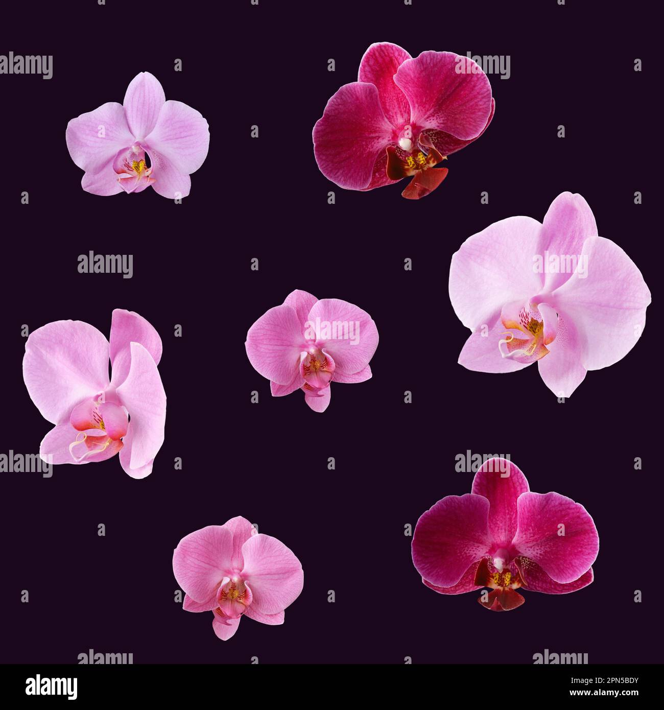 Set of orchids isolated on dark purple background. Orchid flowers for ...