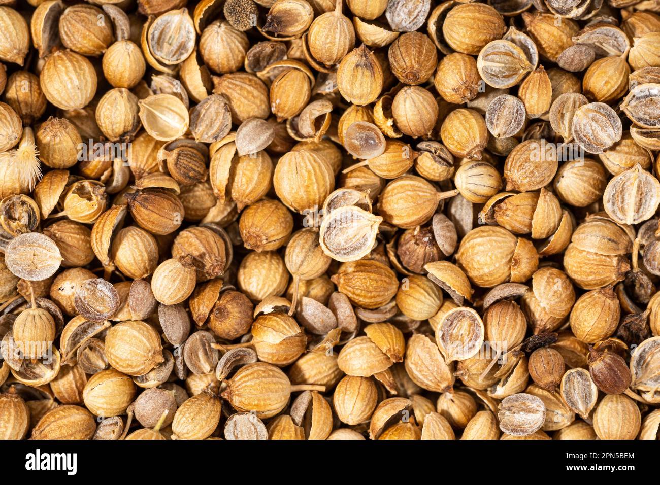 Organic Dried coriander seeds Coriandrum sativum closeup background texture. Additive ingredient ...