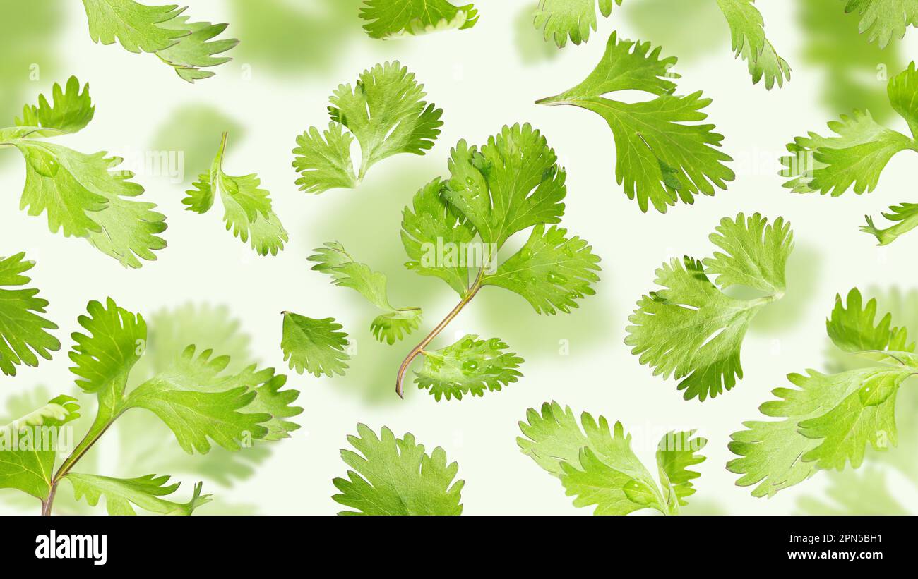 Flying Fresh Coriander leaves on a light green background for recipes ...