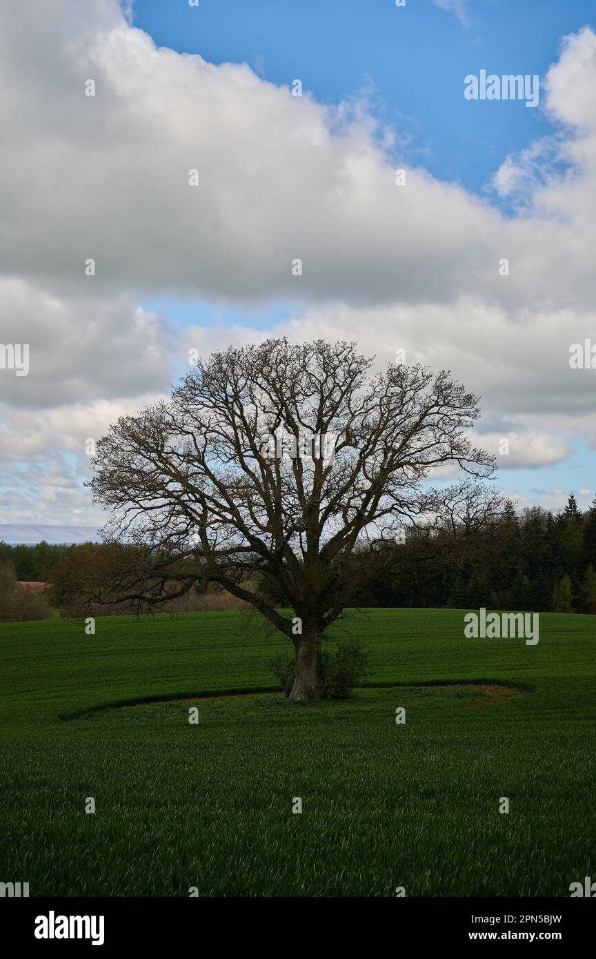Lone tree with no leaves in countryside in England under blue sky with ...