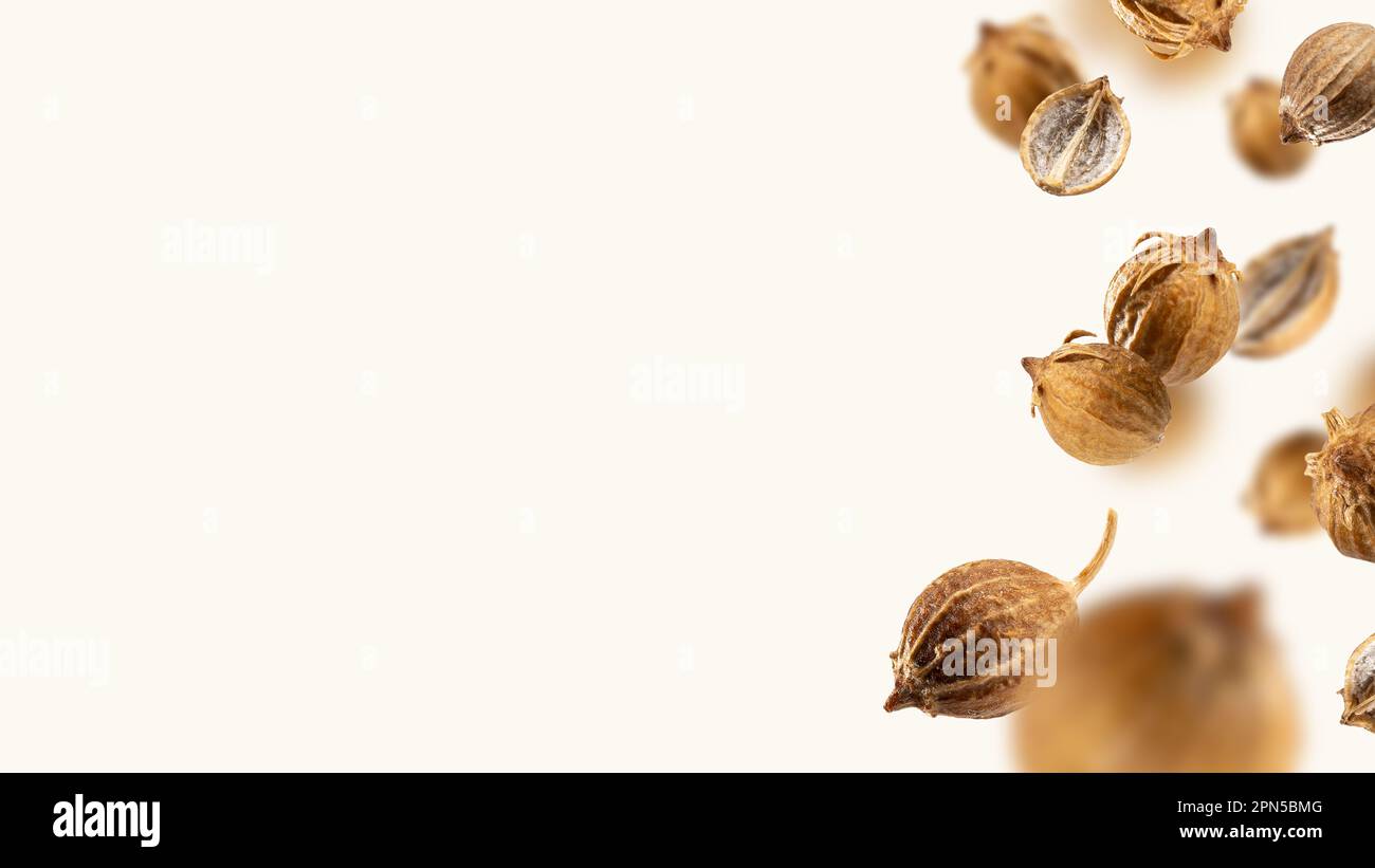 Falling Organic dried coriander seeds float on a beige background for ...