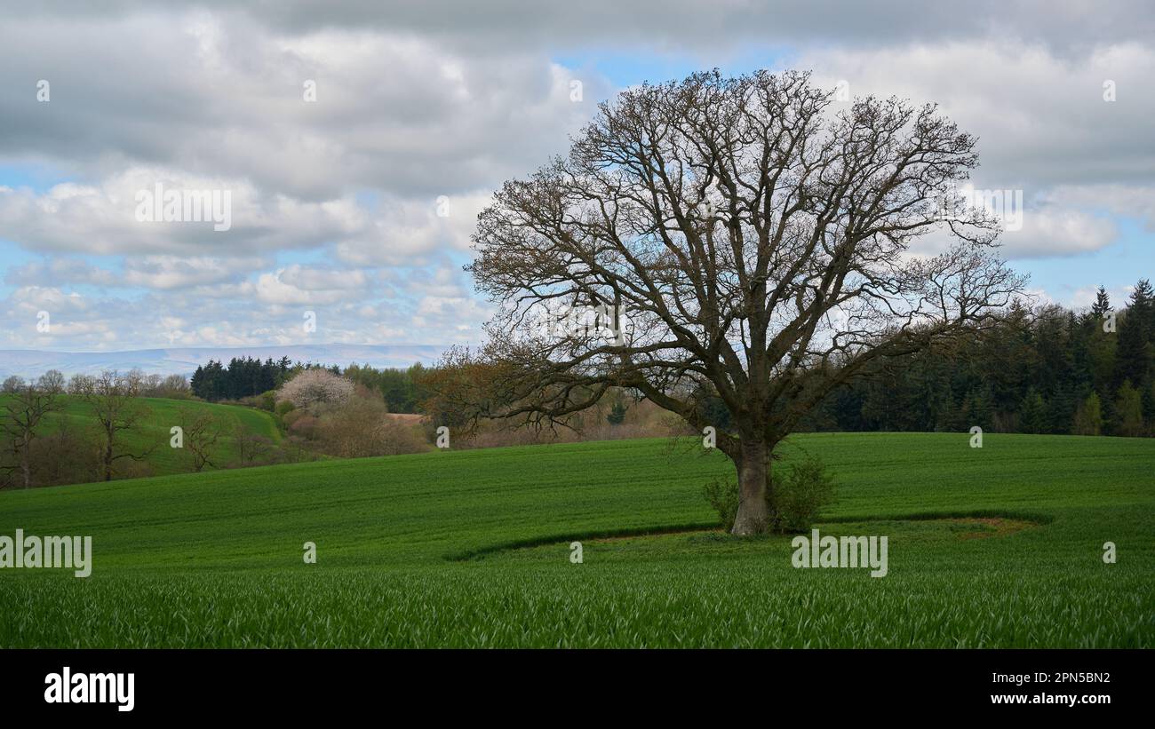 Lone tree with no leaves in countryside in England under blue sky with ...