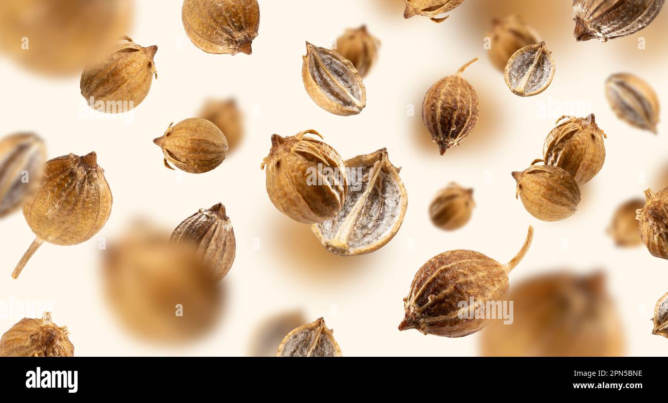 Falling Organic dried coriander seeds float on a beige background for ...