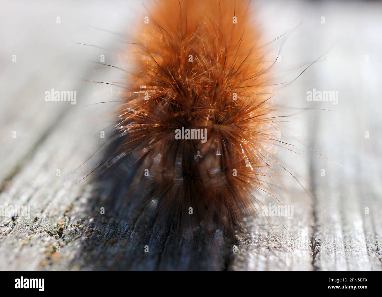 Ruby tiger moth caterpillar hi-res stock photography and images - Alamy