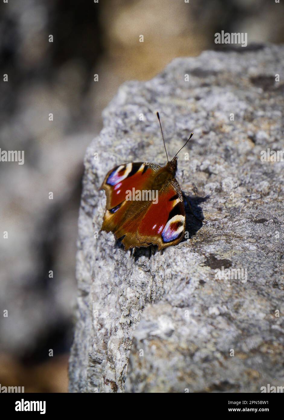 Cliff butterfly hi-res stock photography and images - Alamy