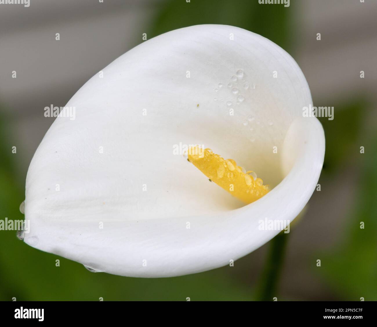 Calla lily blossom covered in morning dew Stock Photo - Alamy