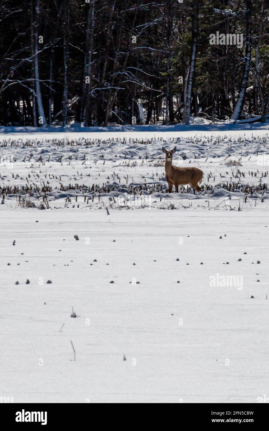Wite-tailed deer (Odocoileus virginianus) standing in a Wisconsin ...