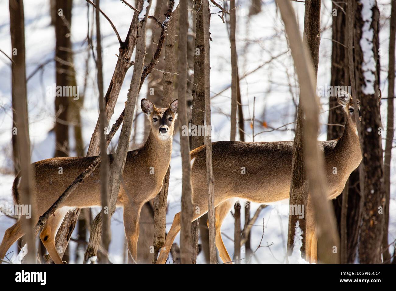 Wite-tailed deer (Odocoileus virginianus) standing in a Wisconsin ...