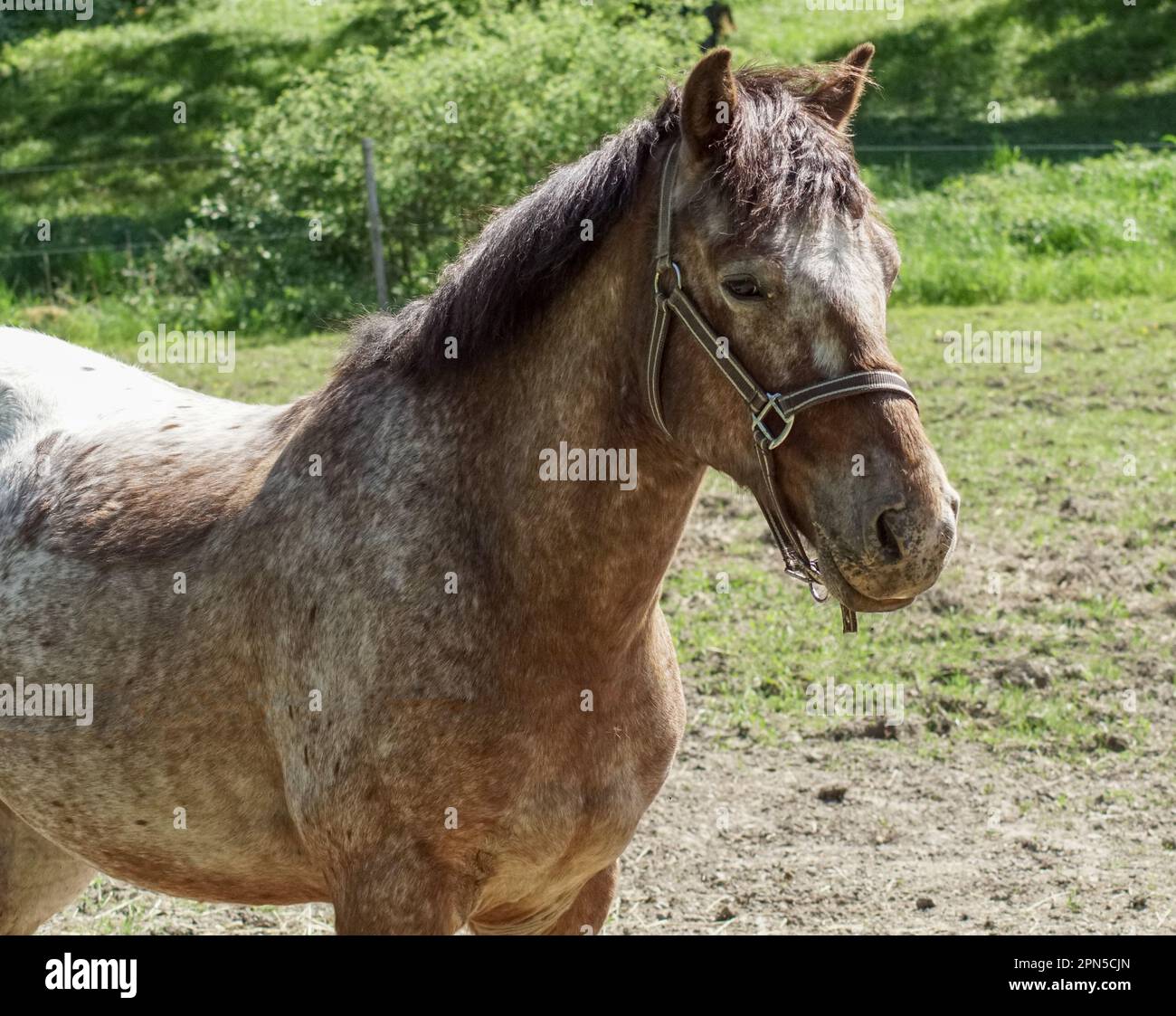 Side view of horse hi-res stock photography and images - Alamy