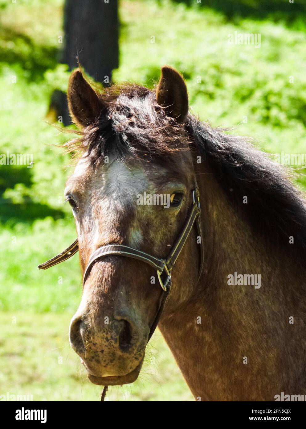 Horse standing on field hi-res stock photography and images - Alamy
