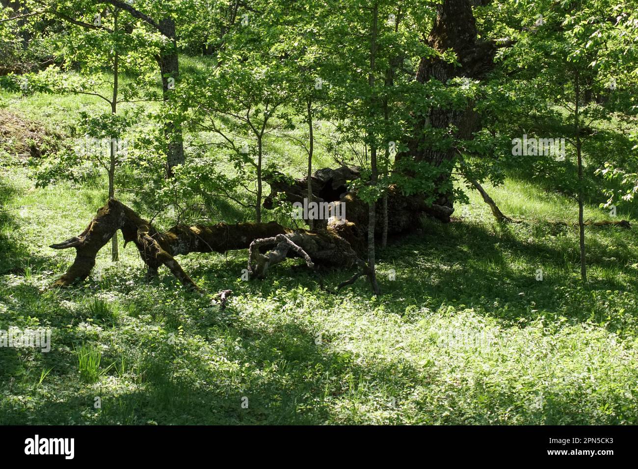 Trees growing in forest during the summer Stock Photo - Alamy