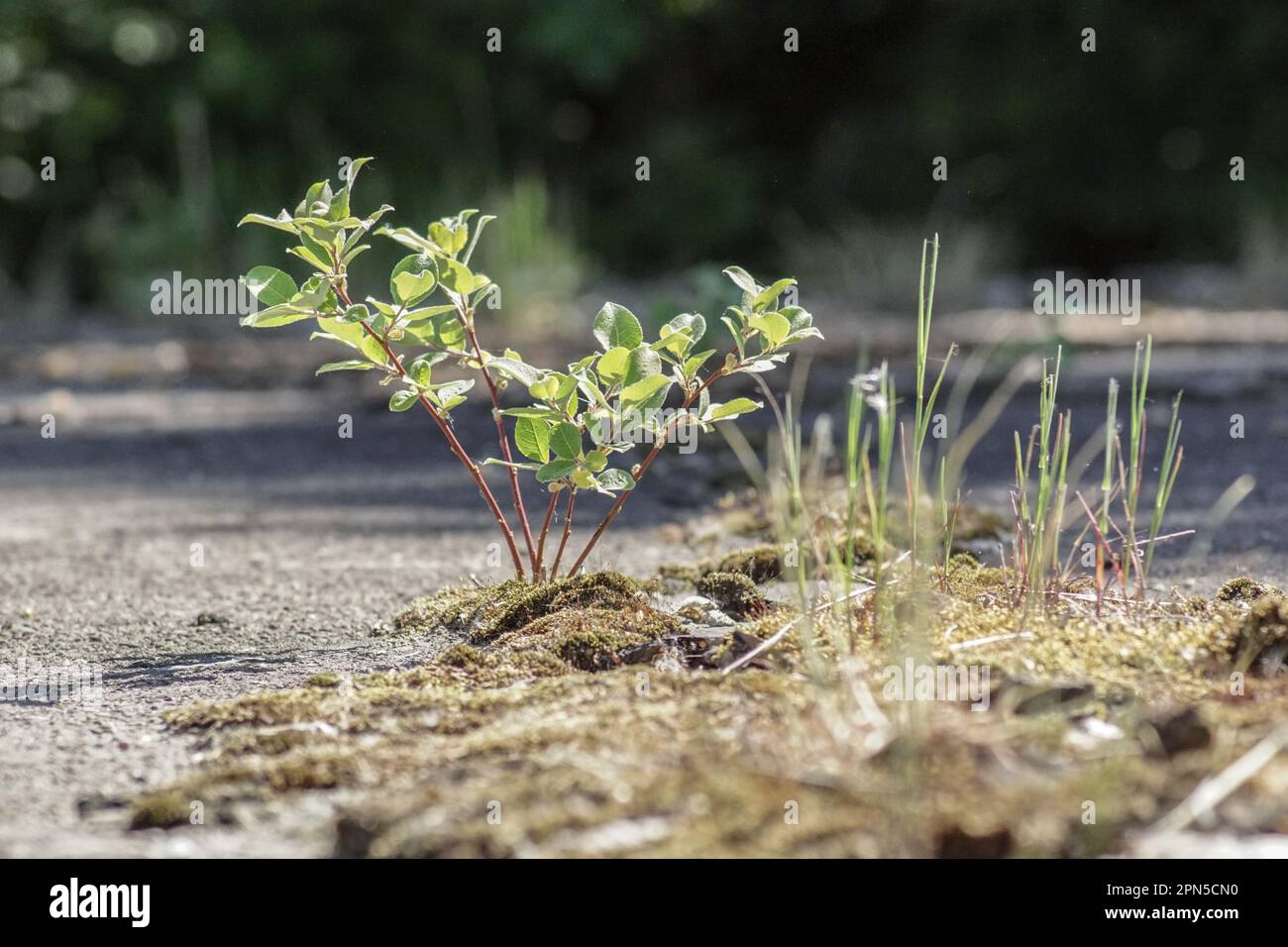 plants grow through the asphalt on a road Stock Photo - Alamy
