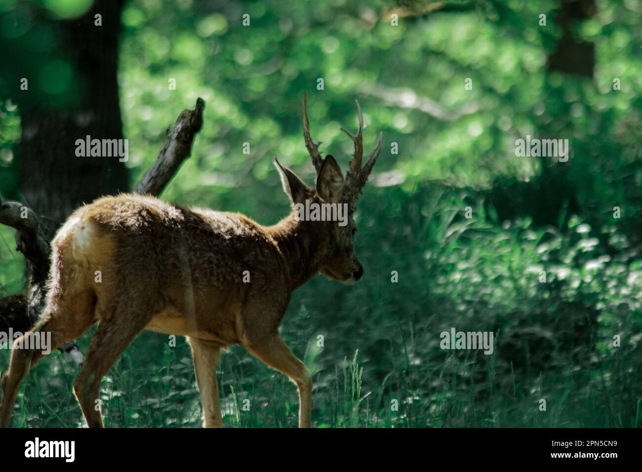 Side view of deer hi-res stock photography and images - Alamy