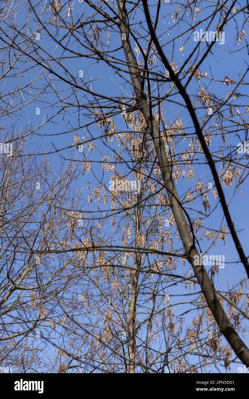 Maple tree branches in the park in spring sunny weather, old tall ...