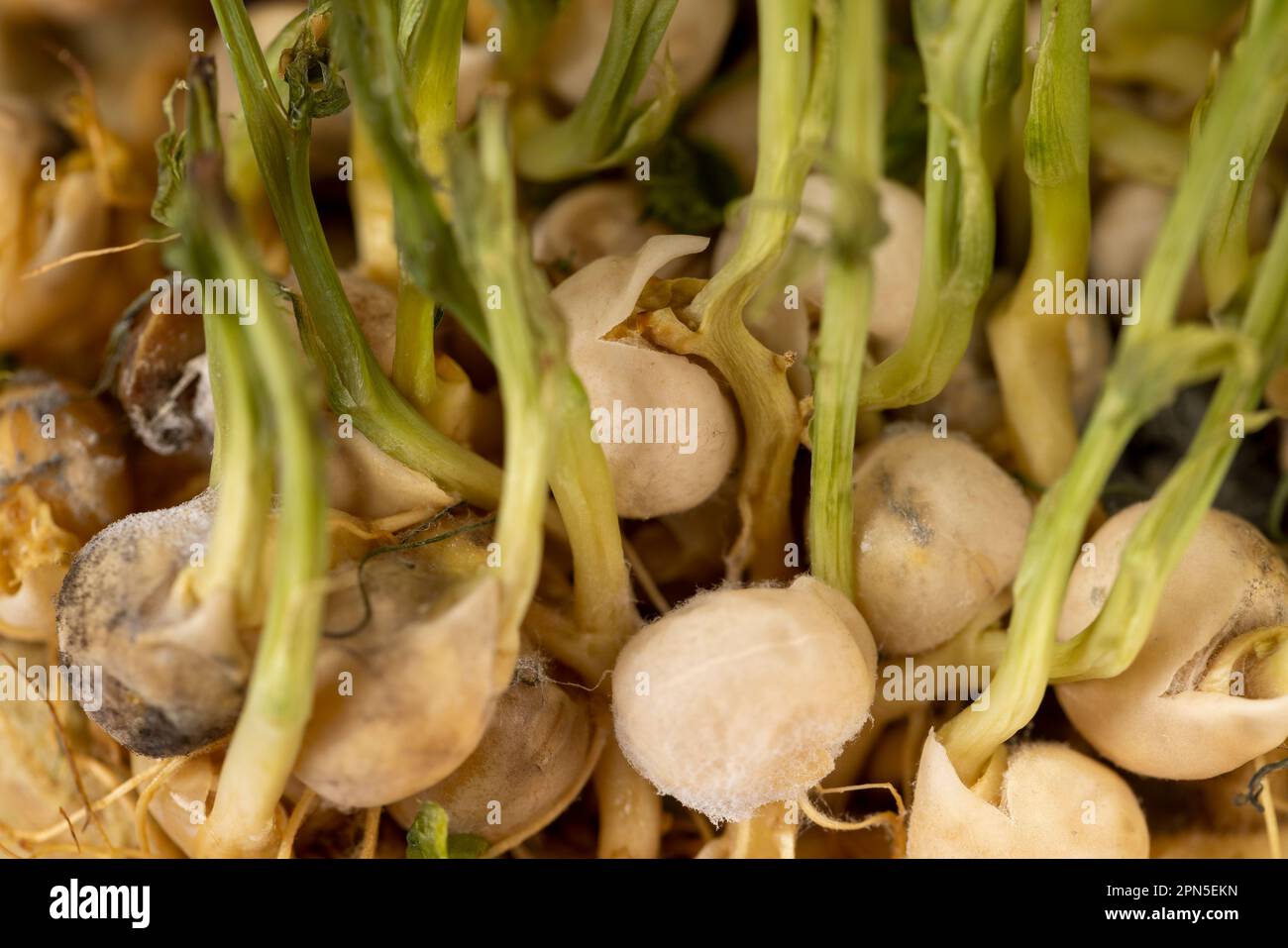 Spoiled white peas hi-res stock photography and images - Alamy