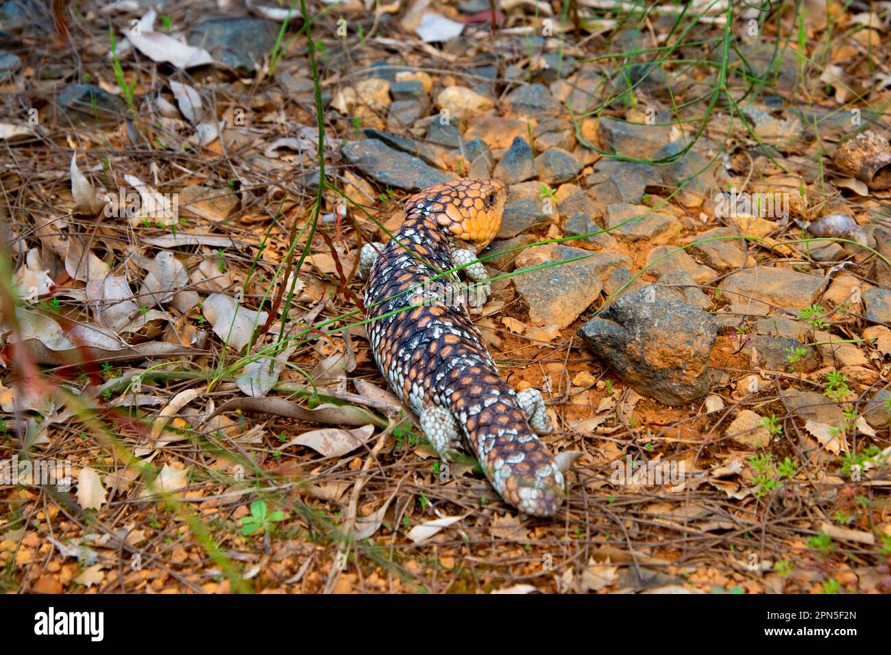 Bobtail lizard hi-res stock photography and images - Alamy