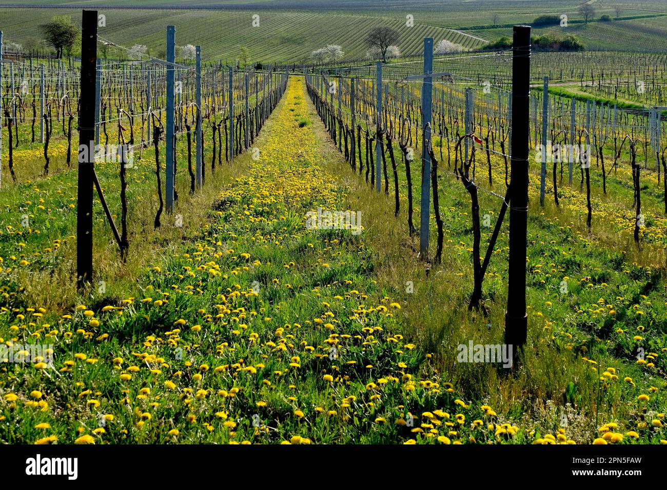 Spring in the vineyard Stock Photo - Alamy