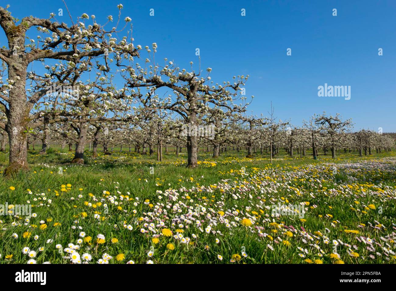 Espalier orchard hi-res stock photography and images - Alamy