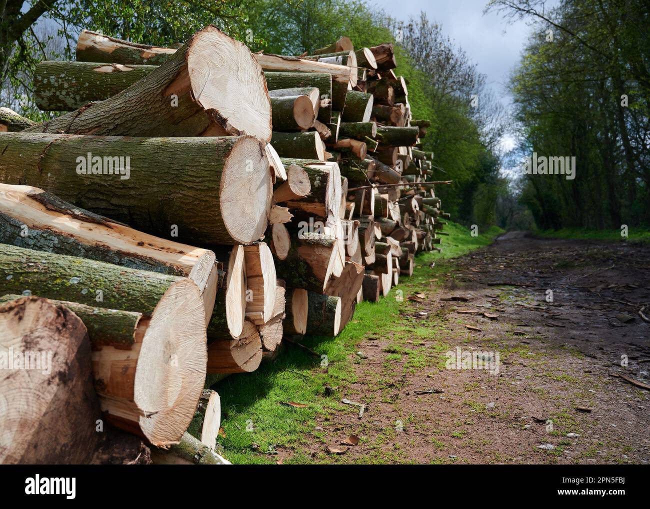 Pile of chopped down logs lying horizontal lengthwise by muddy path ...